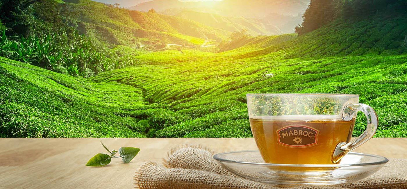 Premium Tea Exporter | Best Ceylon Tea Brands | Ceylon Tea